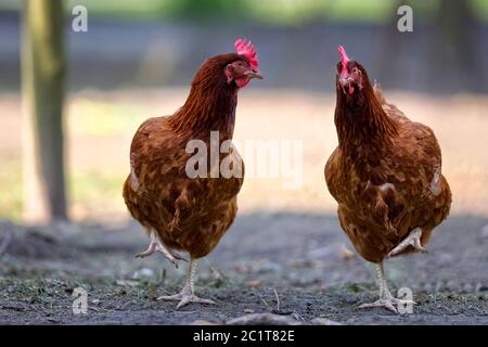 Hens and Rooster in the Meadow Stock Photo - Alamy