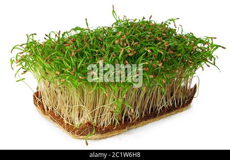 Micro green sprouts of fennel isolated on white Stock Photo - Alamy
