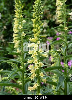 A group of the tall thin flower spikes if Digitalis ciliata Stock Photo ...
