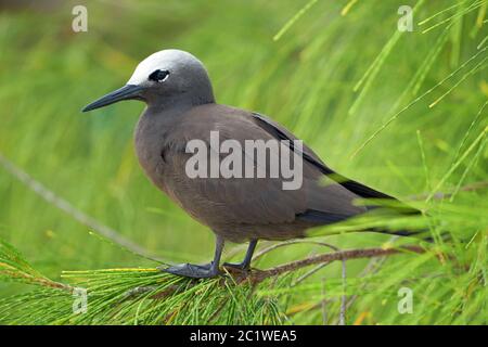 nesting, lesser noddy Stock Photo - Alamy