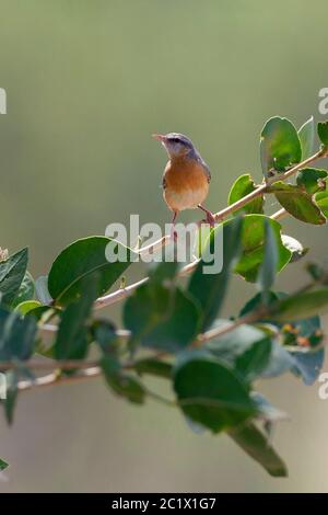 Northern Crombec (Sylvietta brachyura) in Ghana Stock Photo - Alamy