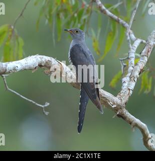Oriental Cuckoo, Horsfield's Cuckoo (Cuculus optatus), flying ...