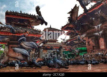 Kathmandu, Nepal. 16th June, 2020. Pigeons fly as a Nepali woman feeds ...