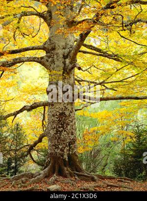 A large beech tree in the forest of Wentwood on a bright and sunny ...