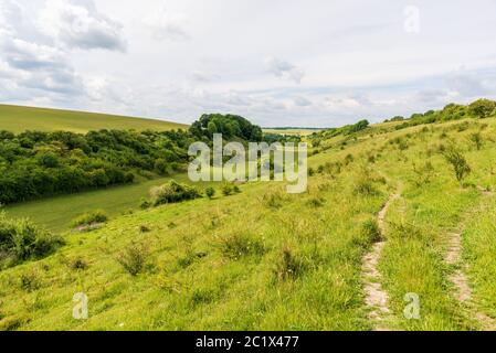 Summer at Coombe Bisset Down nature reserve, Salisbury, Wiltshire, UK ...