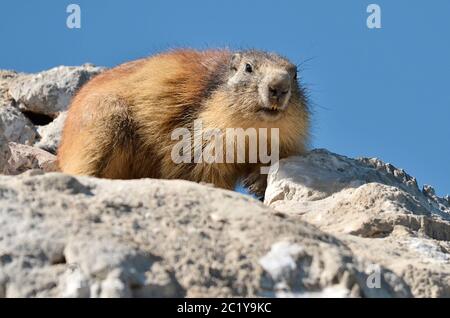 Marmot on rock Stock Photo - Alamy