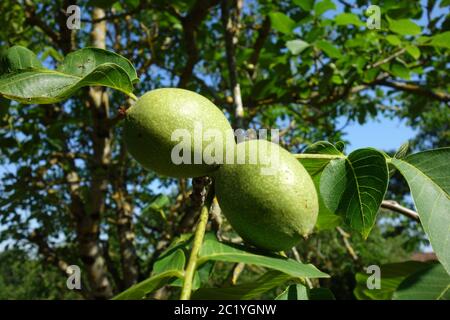 walnut family (Juglandaceae Stock Photo - Alamy
