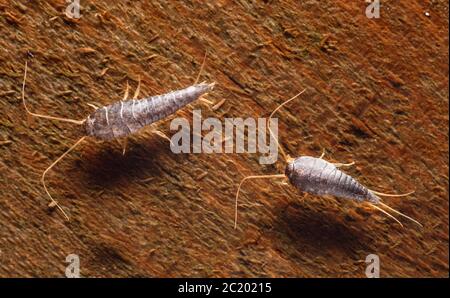 Silverfish Lepisma saccharina or fishmoth Stock Photo - Alamy
