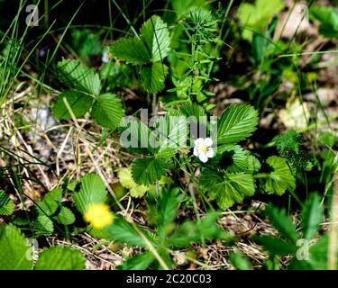 Wild strawberries grow in a clearing in forest. Crop of natural wild ...