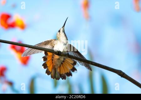 A Ruby Topaz hummingbird defending his perch in a tropical garden Stock ...