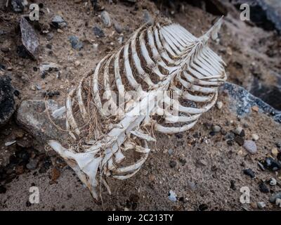Skeleton of Porpoise Stock Photo - Alamy