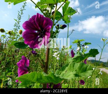 Wildflower meadow, strip of flowers against blue sky, habitat strip of ...