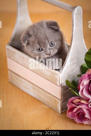 Beautiful thoroughbred cat (Scottish Fold) lies on the table and looks ...