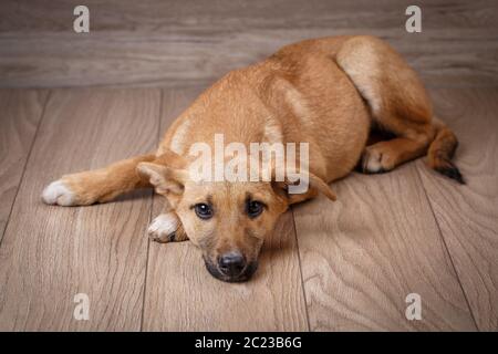 A sad red dog is on the boards. The dog is waiting for the owner. Pets ...