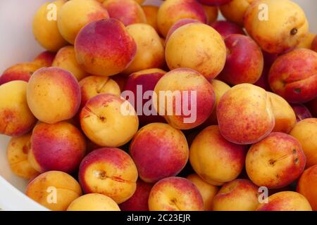 organic red colored apricots, ripe apricots, natural apricot fruit ...