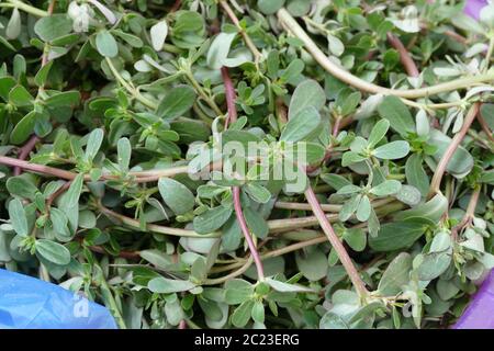 fresh purslane, purslane eaten for breakfast Stock Photo - Alamy
