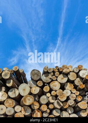 Forest pine trees log trunks on the road Stock Photo - Alamy