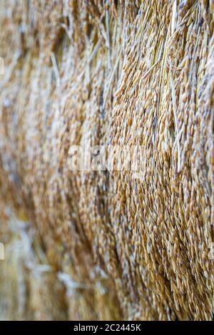 Dry paddy rice seeds mass product from Thailand,Ears of paddy rice ...