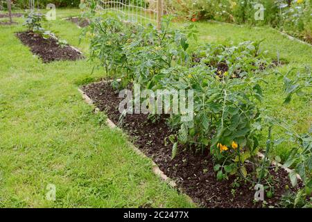 Row of Red Alert cherry tomato plants growing in a tidy rural allotment ...