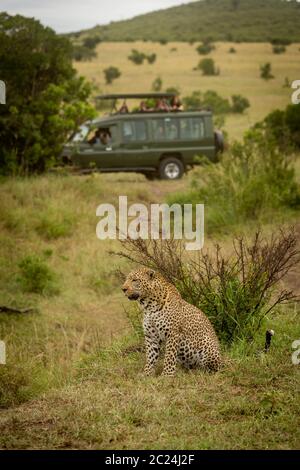 Leopard behind a safari vehicle Stock Photo - Alamy