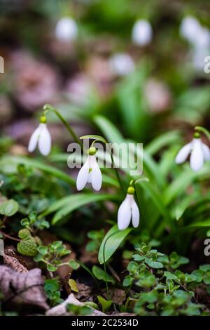 tender first spring March flowers lilac blue pasque-flower, snowdrop ...