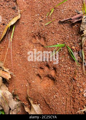 Wild cat steps on mud - semiotic indices Stock Photo - Alamy