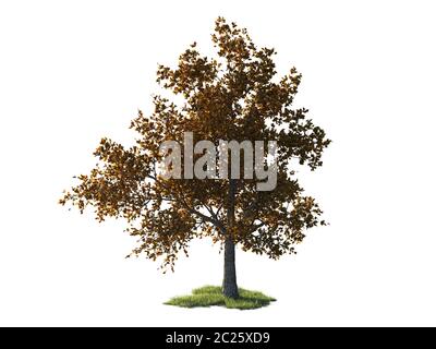 autumn tree isolated on white background, 3D illustration, cg render ...