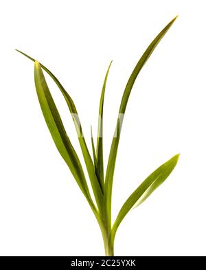 young sprouts of daylily flowers. green leaves. isolated on white Stock ...