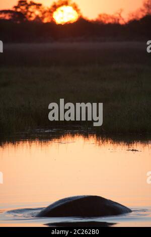 Hyppo in Botswana Stock Photo - Alamy