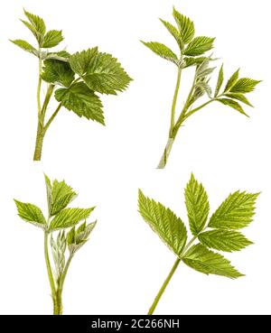 Set with green raspberry leaves isolated on white Stock Photo - Alamy