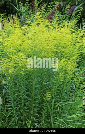 Yellow flowering Golden Rod Solidago Ledsham Compositae West London ...