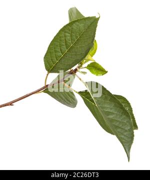 cherry tree branch isolated on white background Stock Photo - Alamy