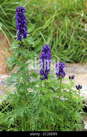 blue iron hat or storm hat aconitum napellus Stock Photo - Alamy