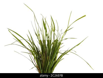 bundle of green grass isolated on white background Stock Photo - Alamy