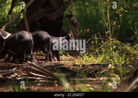 Florida wild hog pig animal razorback piney woods rooter Stock Photo ...