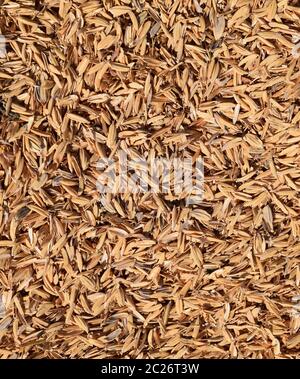 The detail of rice husks for background Stock Photo - Alamy
