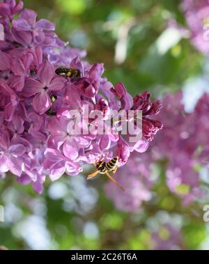 Bee and wasp on lilac. Shaggy fly on lilac colors. insect pollinator ...
