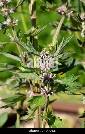 common motherwort (Leonurus cardiaca Stock Photo - Alamy