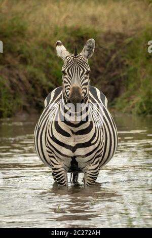 Plains zebra stands in pool turning head Stock Photo - Alamy