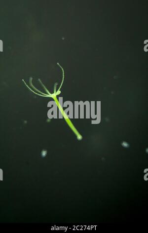 Hydra is a genus of small fresh-water animals of the phylum Cnidaria ...