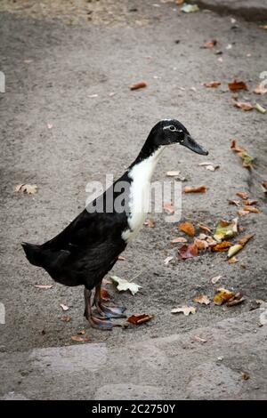a runners duck Stock Photo - Alamy