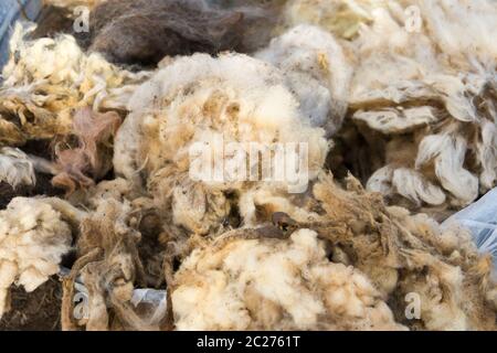 raw wool fleece just sheared before being spun Stock Photo - Alamy