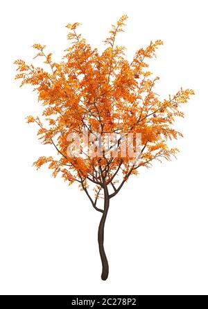 3D rendering of an autumnal rowan trees with red berries isolated on ...