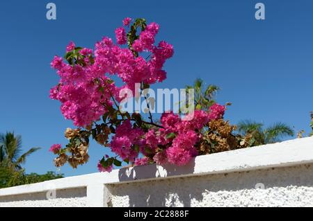 Red and blue fence like background on white Stock Photo - Alamy