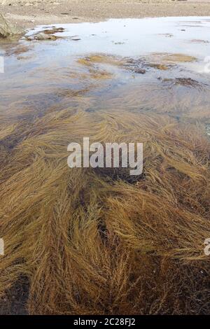 The invasive seaweed known as Japanese weed or wire weed Stock Photo ...