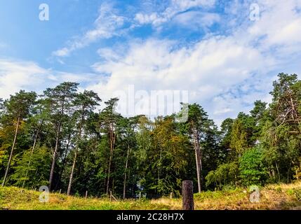 Polish wild forest - Kampinos National Park, Poland Stock Photo - Alamy