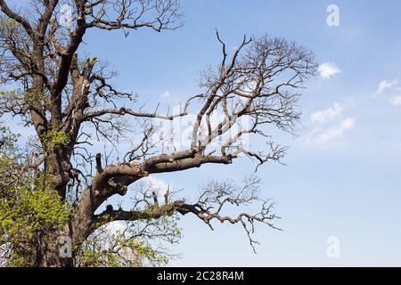 Old Ash Tree With Beautiful Canopy In The Nature Stock Photo - Alamy