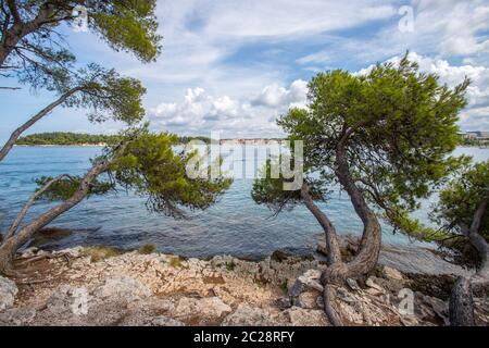 Strong tree at the beautiful coast of Croatia, clear blue water Stock ...