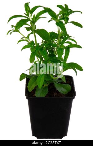 A closeup of a "candyleaf", "sweetleaf" or "sugarleaf" plant Stock ...