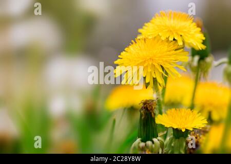 yellow beautiful dandelion flowers with seeds, dandelions with ...